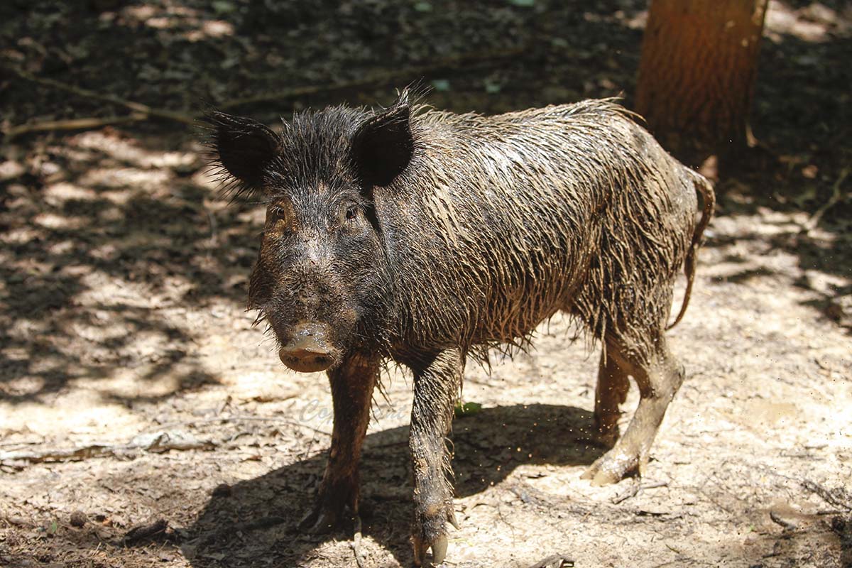 Langley Ranch- Texas Best Hog Hunting Outfitter