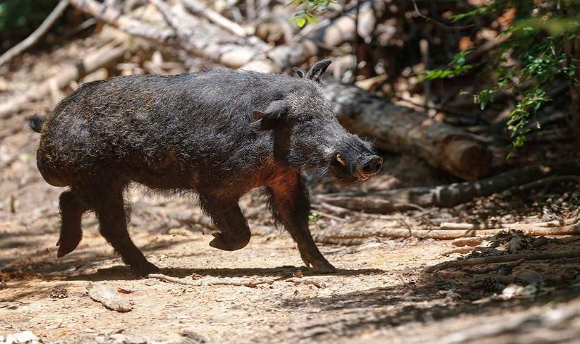 Langley Ranch THE BEST WILD HOG HUNTING IN TEXAS wwwTexasWildHogHunting ...