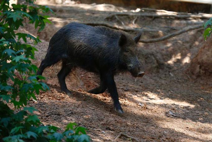 Langley Ranch- Texas Best Hog Hunting Outfitter